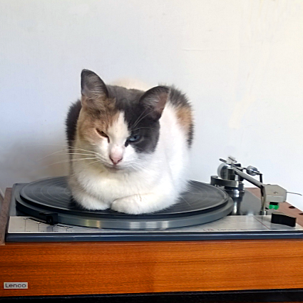 The cat, the mouse, the HiFI. - General Hi-Fi & Beginners Discussion ...
