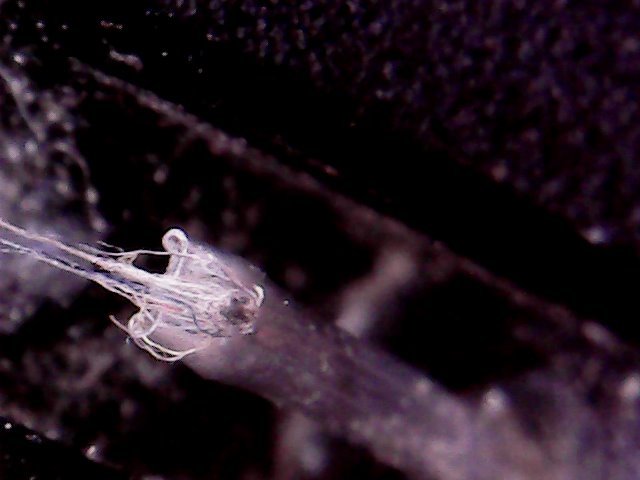 Digital Microscope for your stylus - Page 3 - Turntables, Record ...