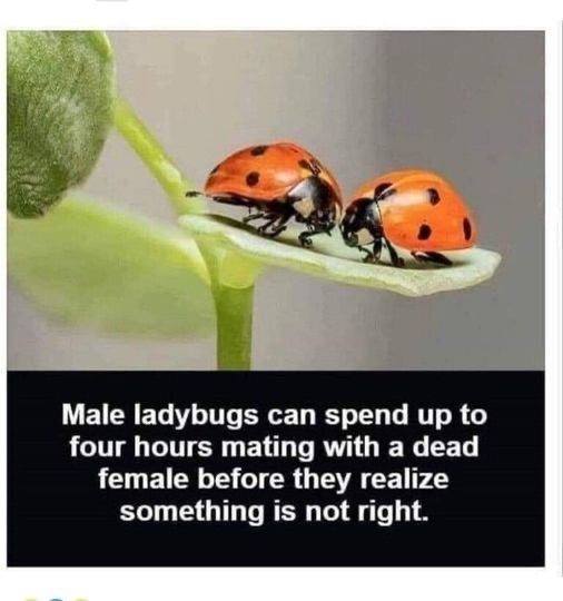 A joke for the day........ - Page 543 - General Off Topic Chat - StereoNET