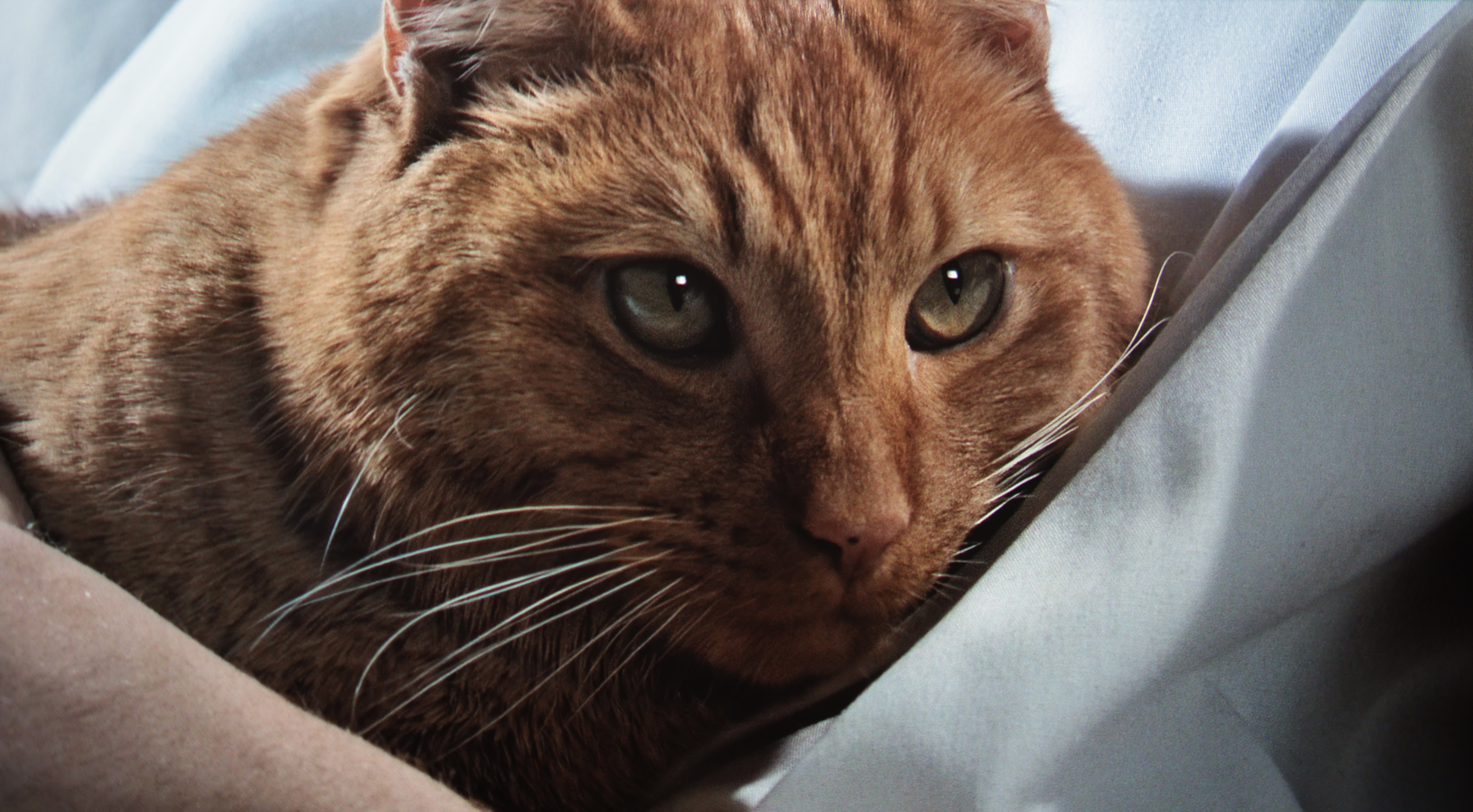 Aliens (1986) Remastered and Restored on 4k uhd blu-ray - Movies - Box ...