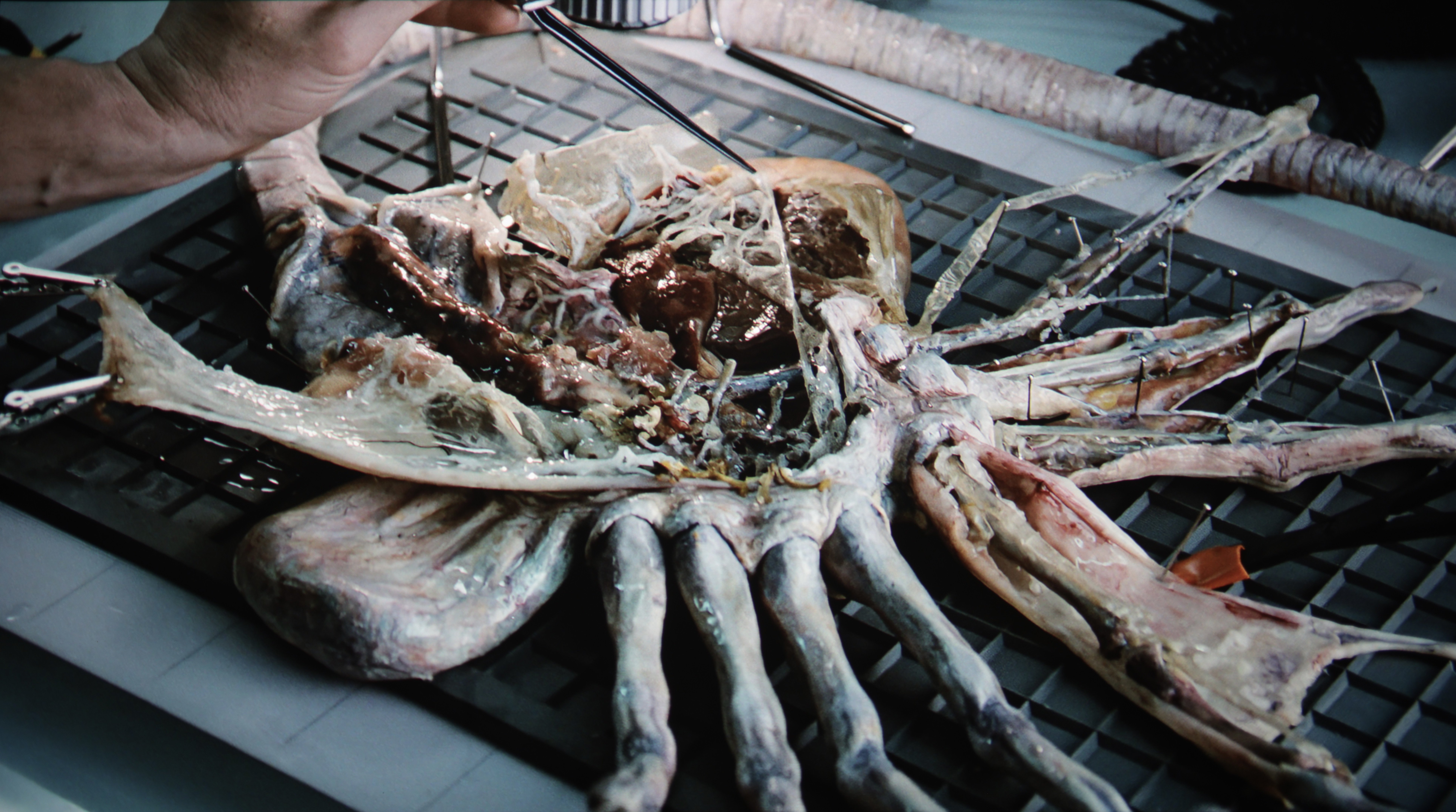 Aliens (1986) Remastered and Restored on 4k uhd blu-ray - Movies - Box ...